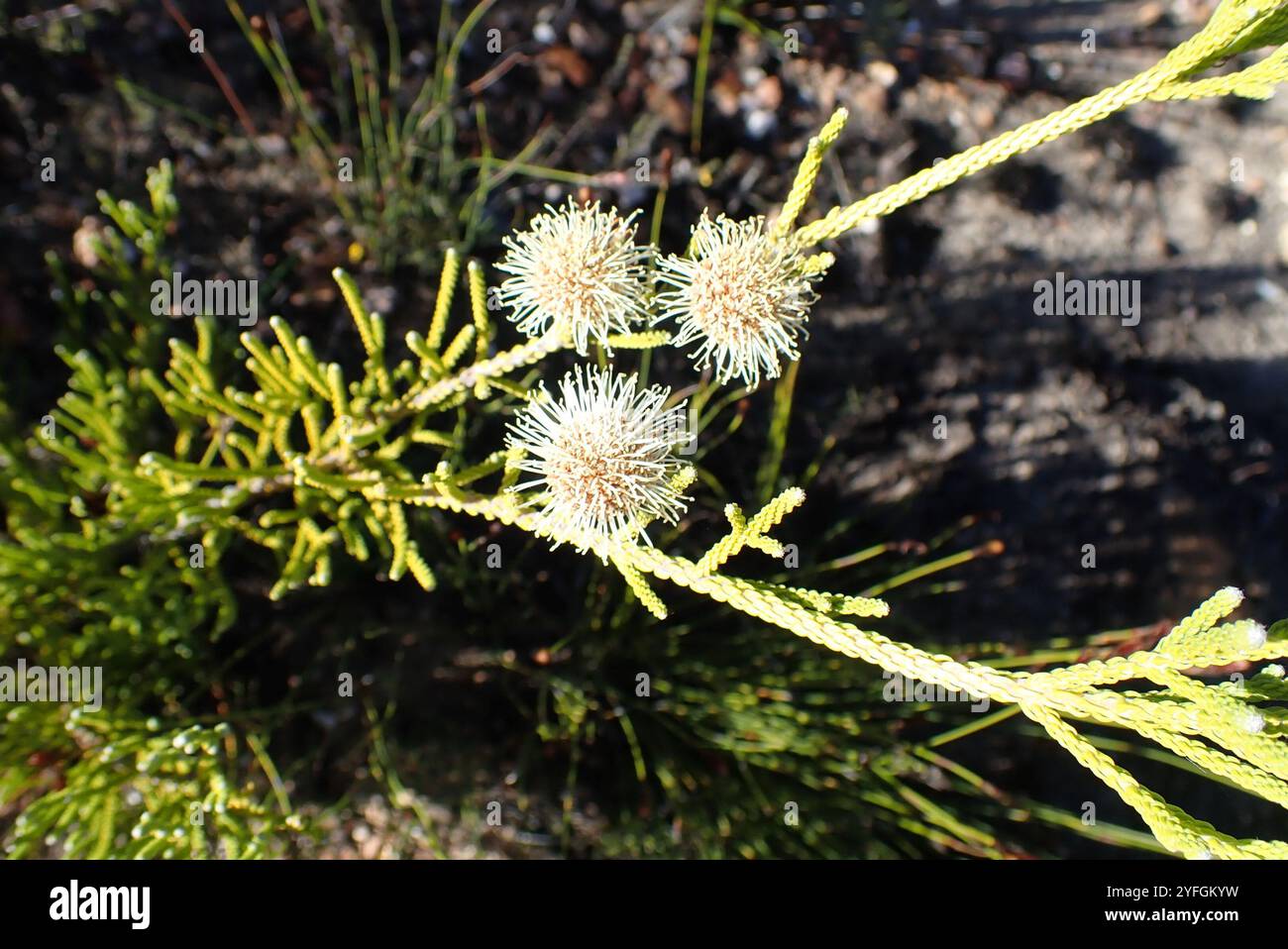 Cone Stompie (Brunia noduliflora Stock Photo - Alamy