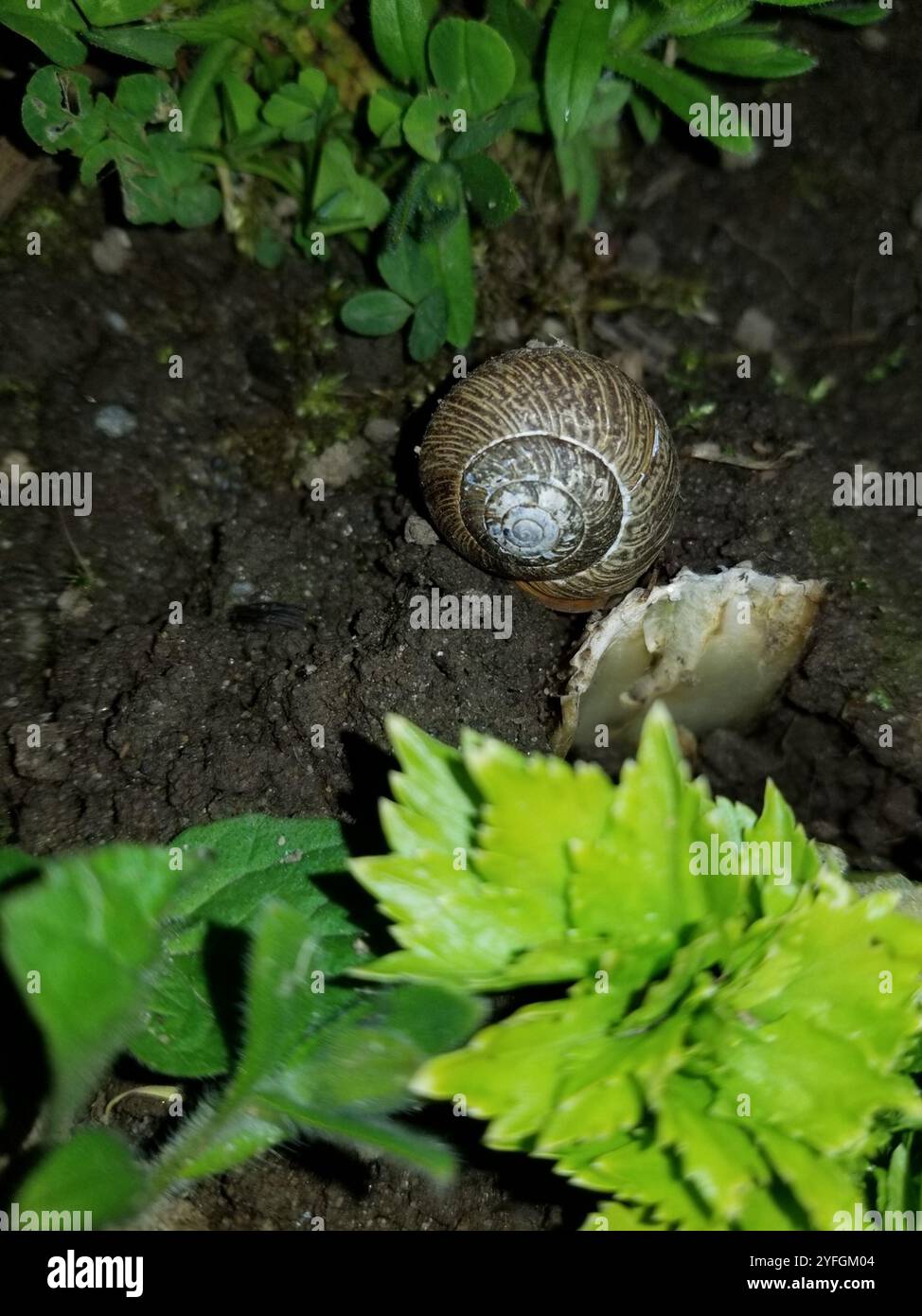 Oregon forestsnail (Allogona townsendiana Stock Photo - Alamy