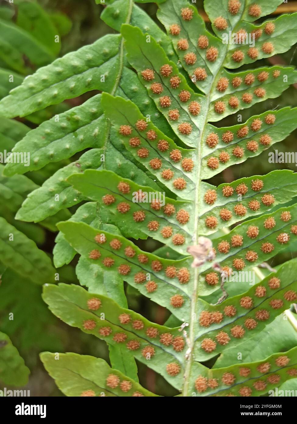 common polypody (Polypodium vulgare Stock Photo - Alamy