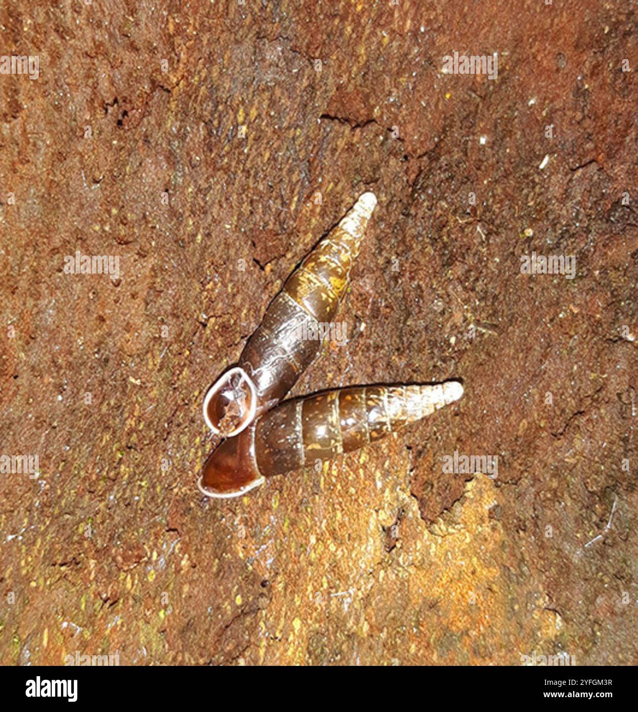 Plaited Door-snail (Cochlodina laminata Stock Photo - Alamy