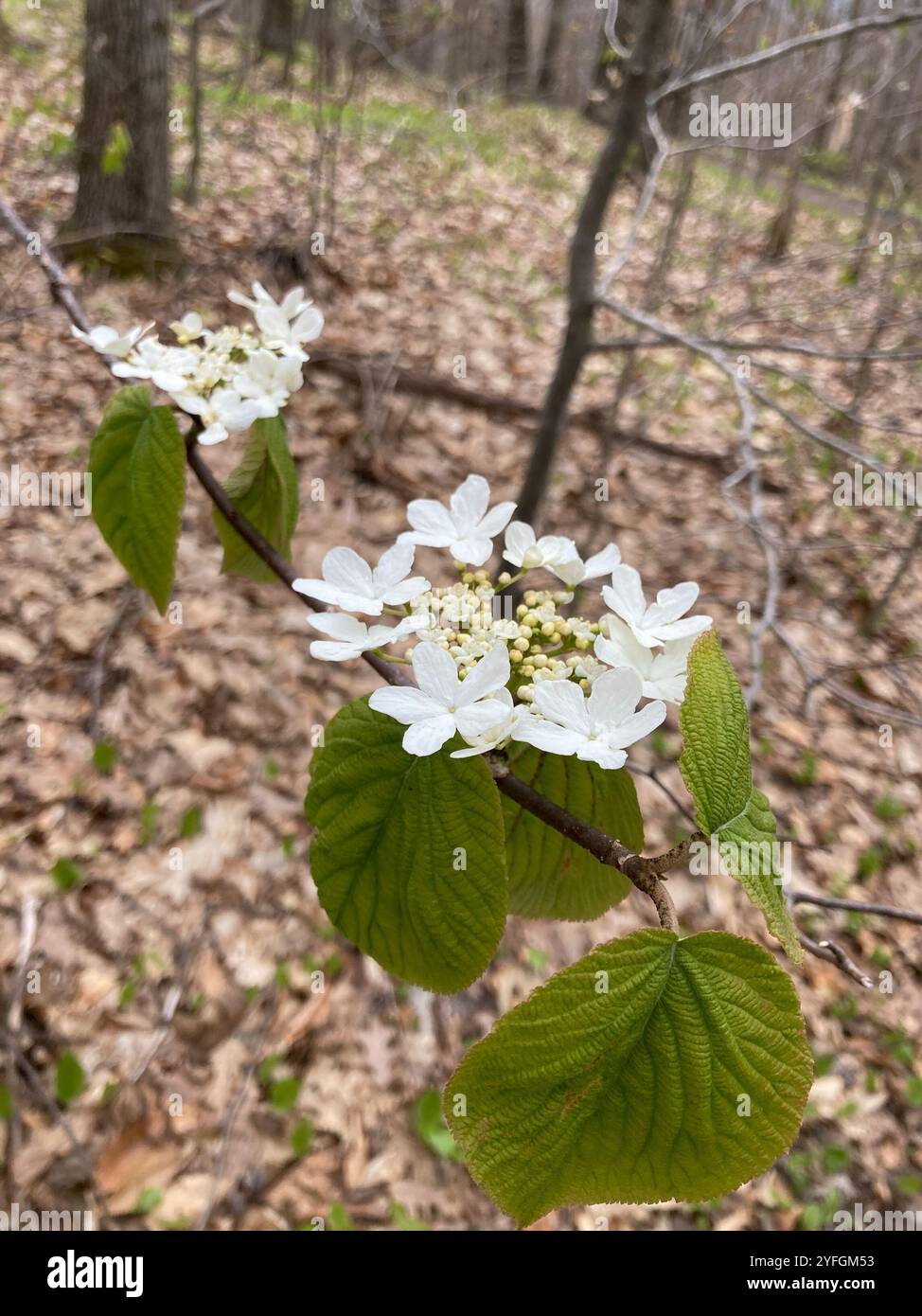 hobblebush (Viburnum lantanoides Stock Photo - Alamy