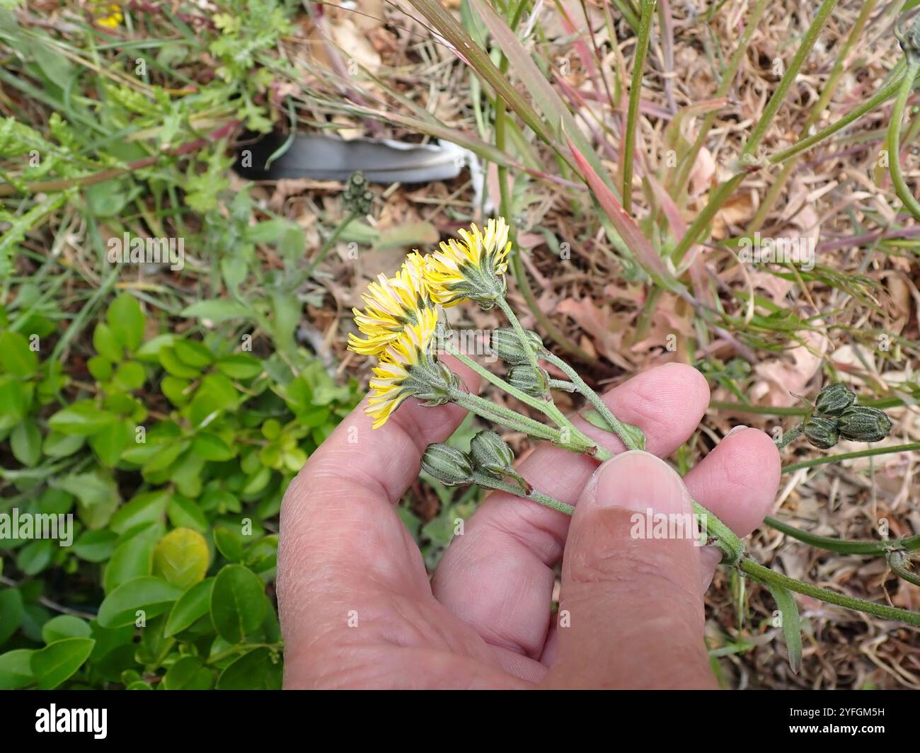 Beaked hawksbeard hi-res stock photography and images - Alamy