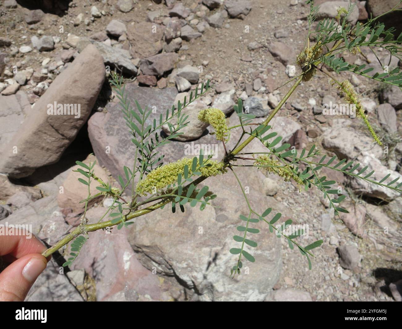 Mimoseae hi-res stock photography and images - Alamy
