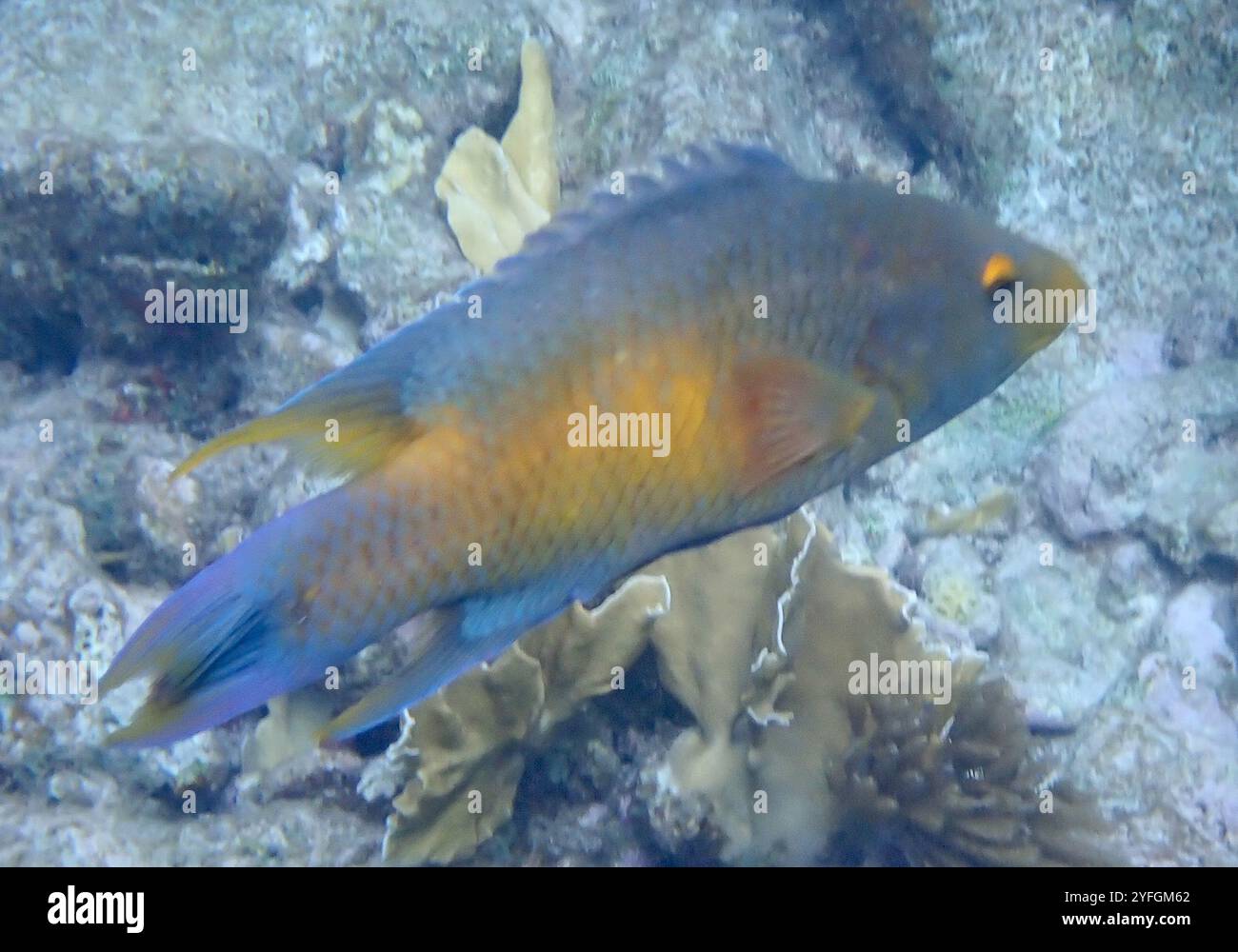 Spanish Hogfish (Bodianus rufus Stock Photo - Alamy