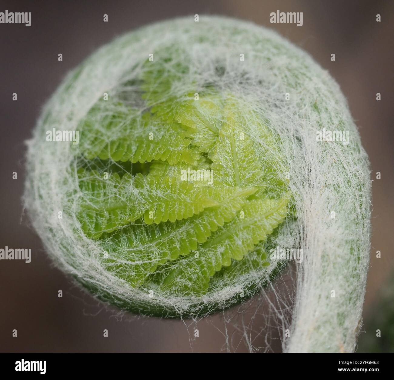 Royal fern family (Osmundaceae Stock Photo - Alamy