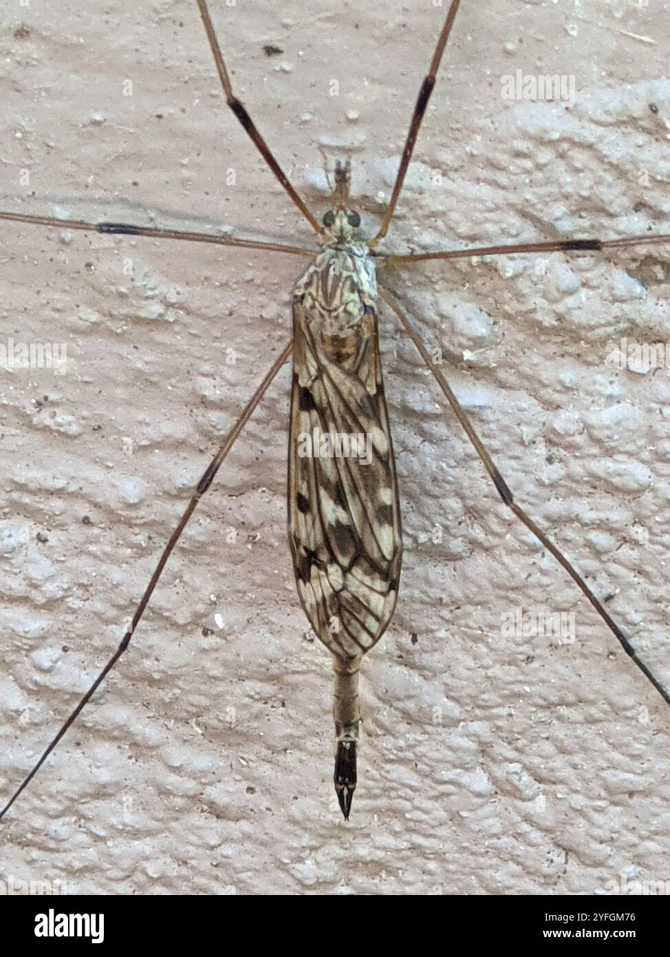 Common Crane Flies (Tipula Stock Photo - Alamy