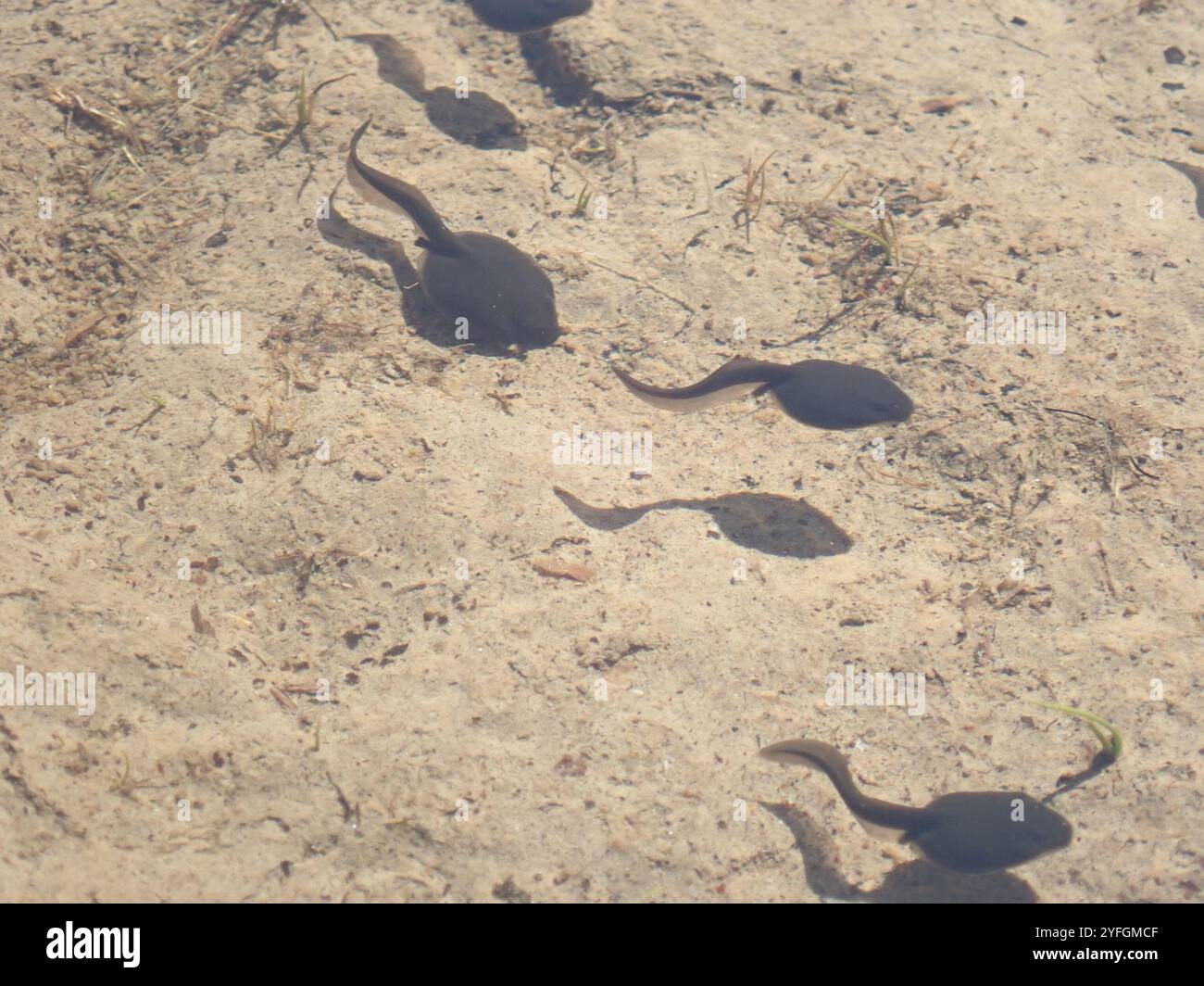 Western Toad (Anaxyrus boreas Stock Photo - Alamy