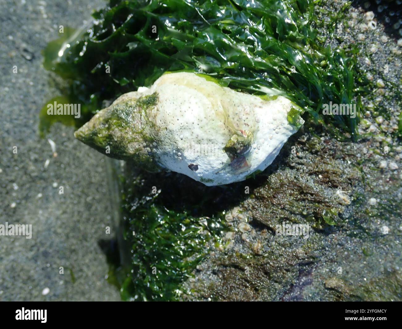 Frilled Dogwinkle (Nucella lamellosa Stock Photo - Alamy