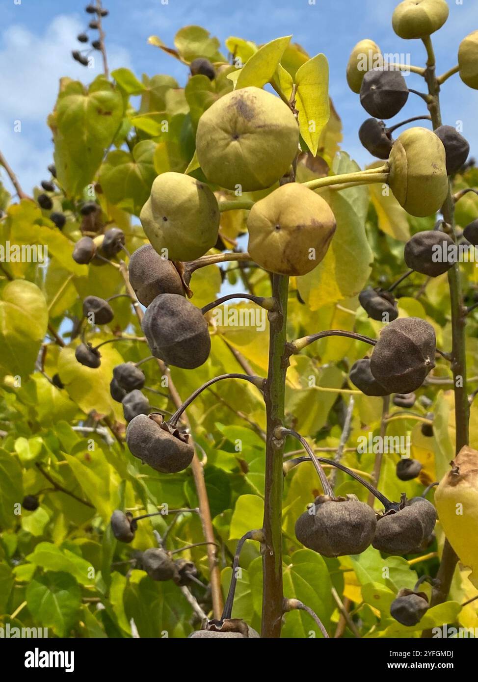 Thespesia populnea portia tree hi-res stock photography and images - Alamy