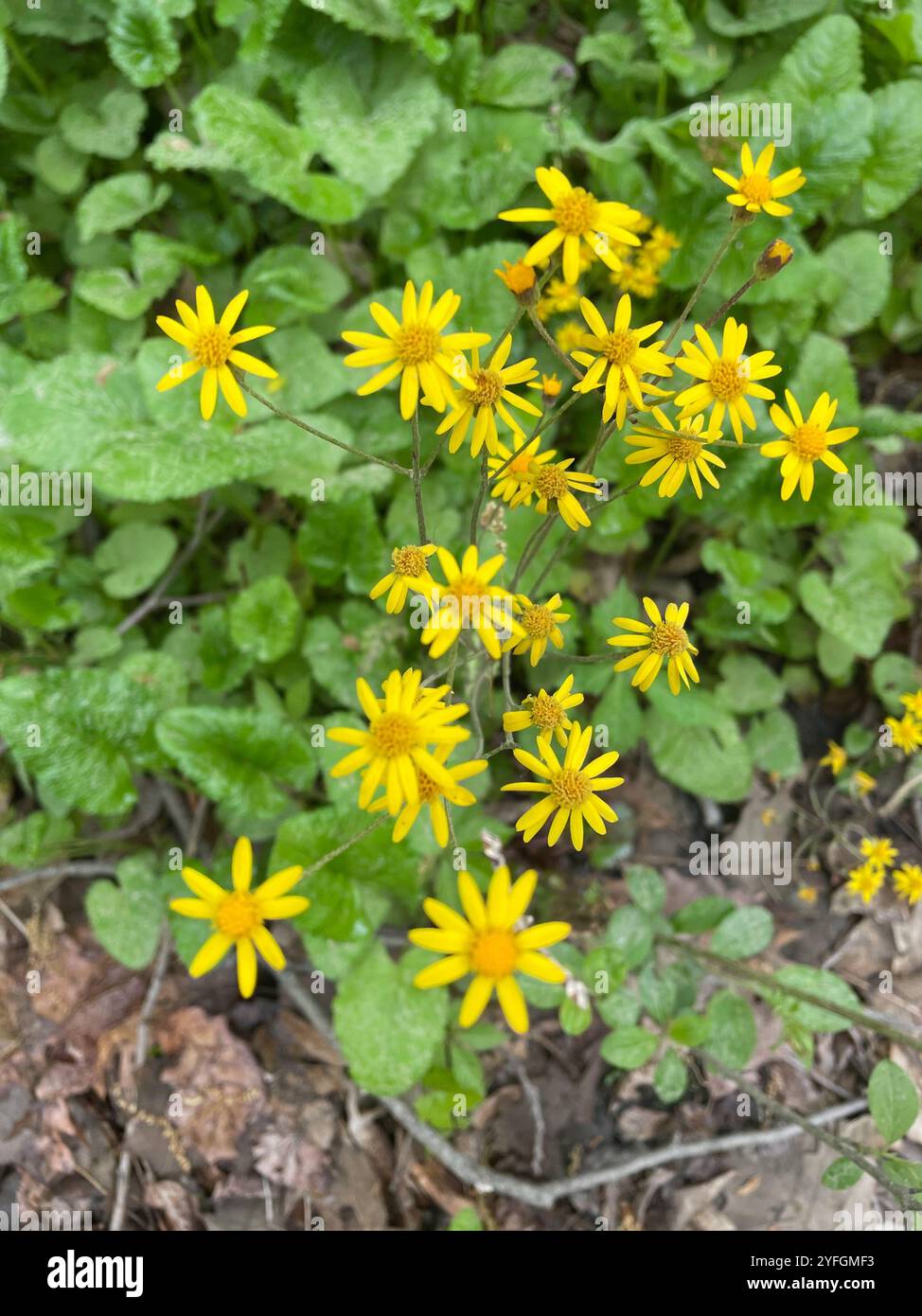roundleaf ragwort (Packera obovata Stock Photo - Alamy
