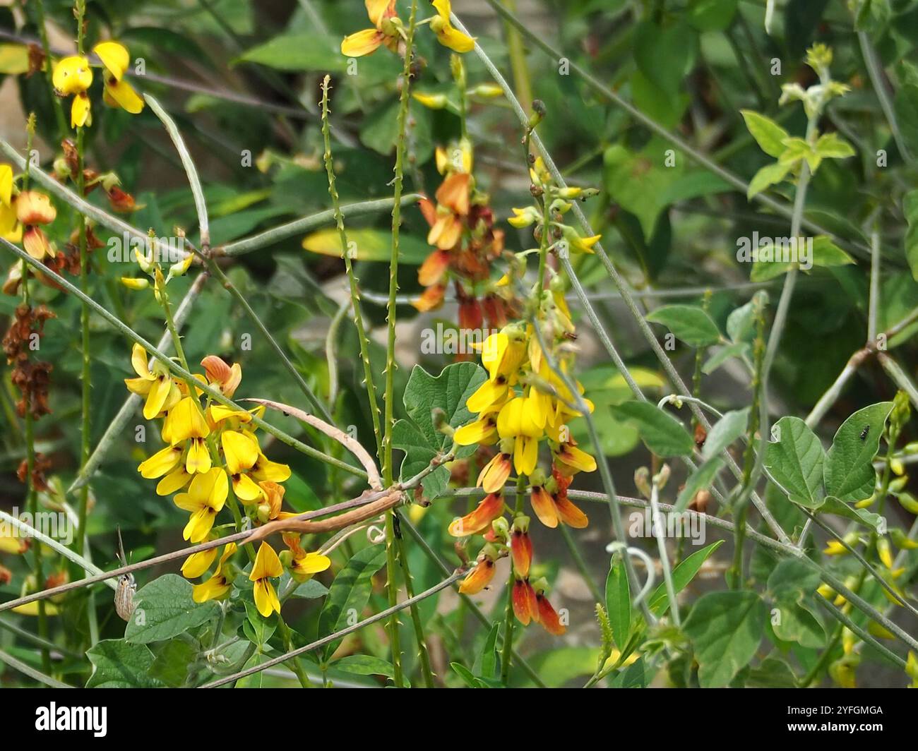 West Indian Rattlebox (Crotalaria trichotoma Stock Photo - Alamy