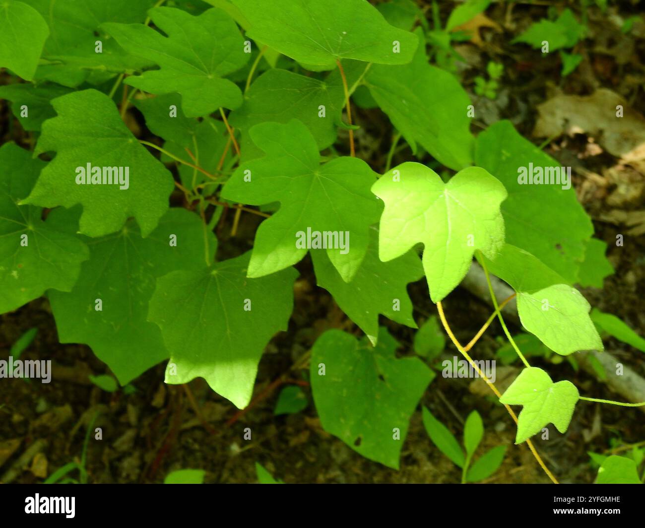 moonseed (Menispermum canadense Stock Photo - Alamy