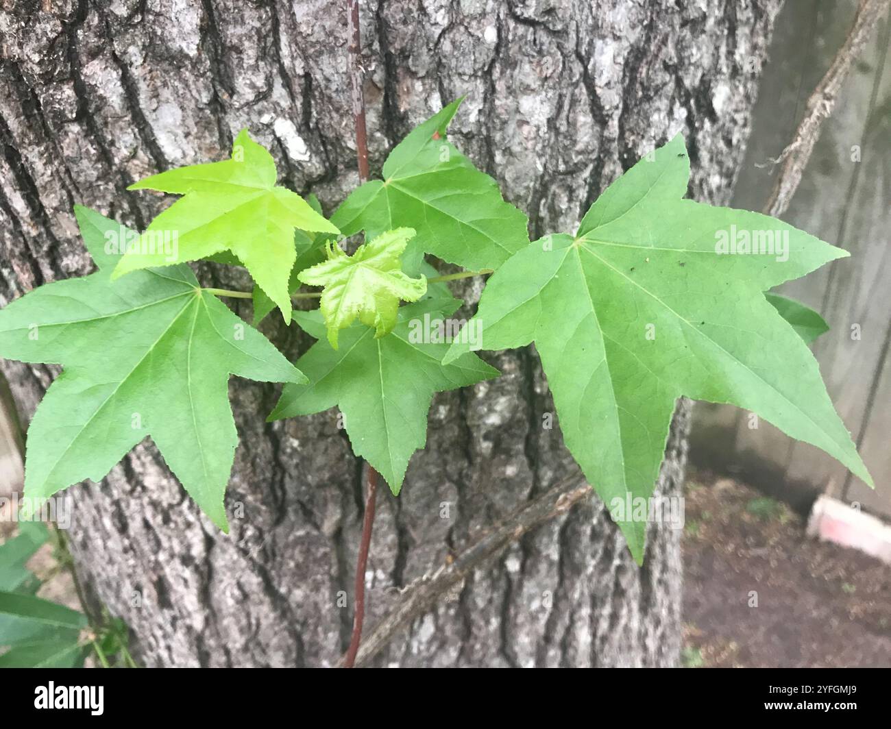 American sweetgum (Liquidambar styraciflua Stock Photo - Alamy