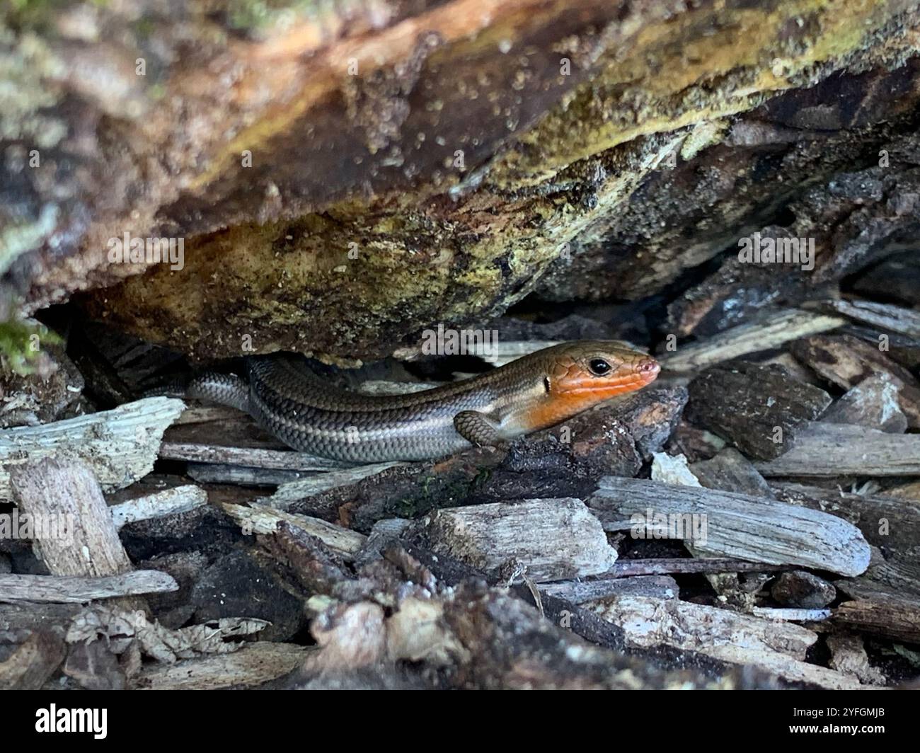 Toothy Skinks (Plestiodon Stock Photo - Alamy
