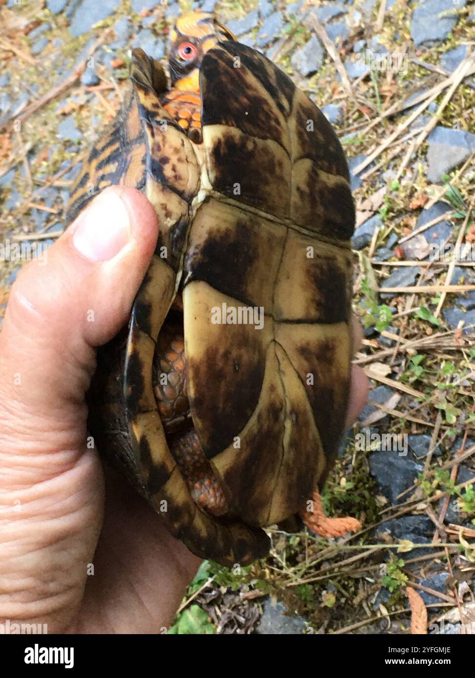 Eastern Box Turtle (Terrapene carolina carolina Stock Photo - Alamy