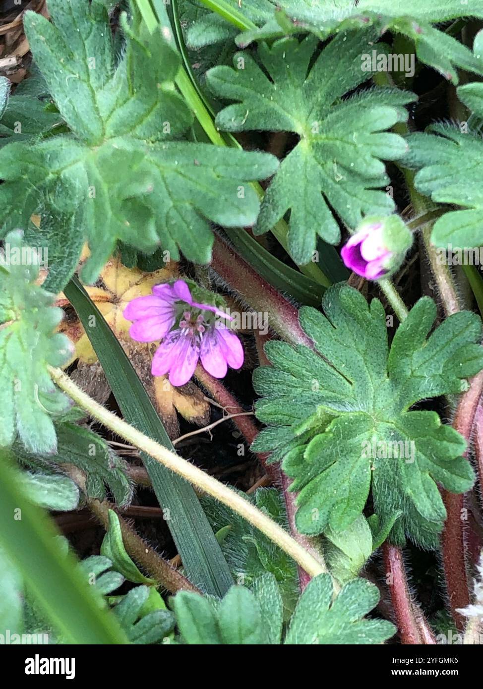Dove's-foot crane's-bill (Geranium molle Stock Photo - Alamy