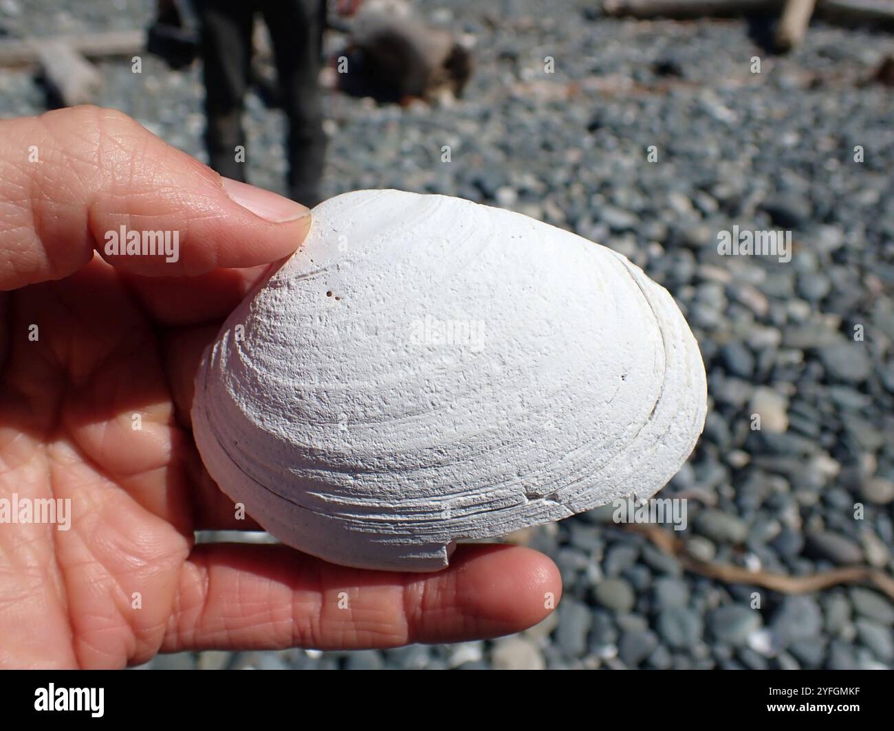 Butter Clam (Saxidomus gigantea Stock Photo - Alamy