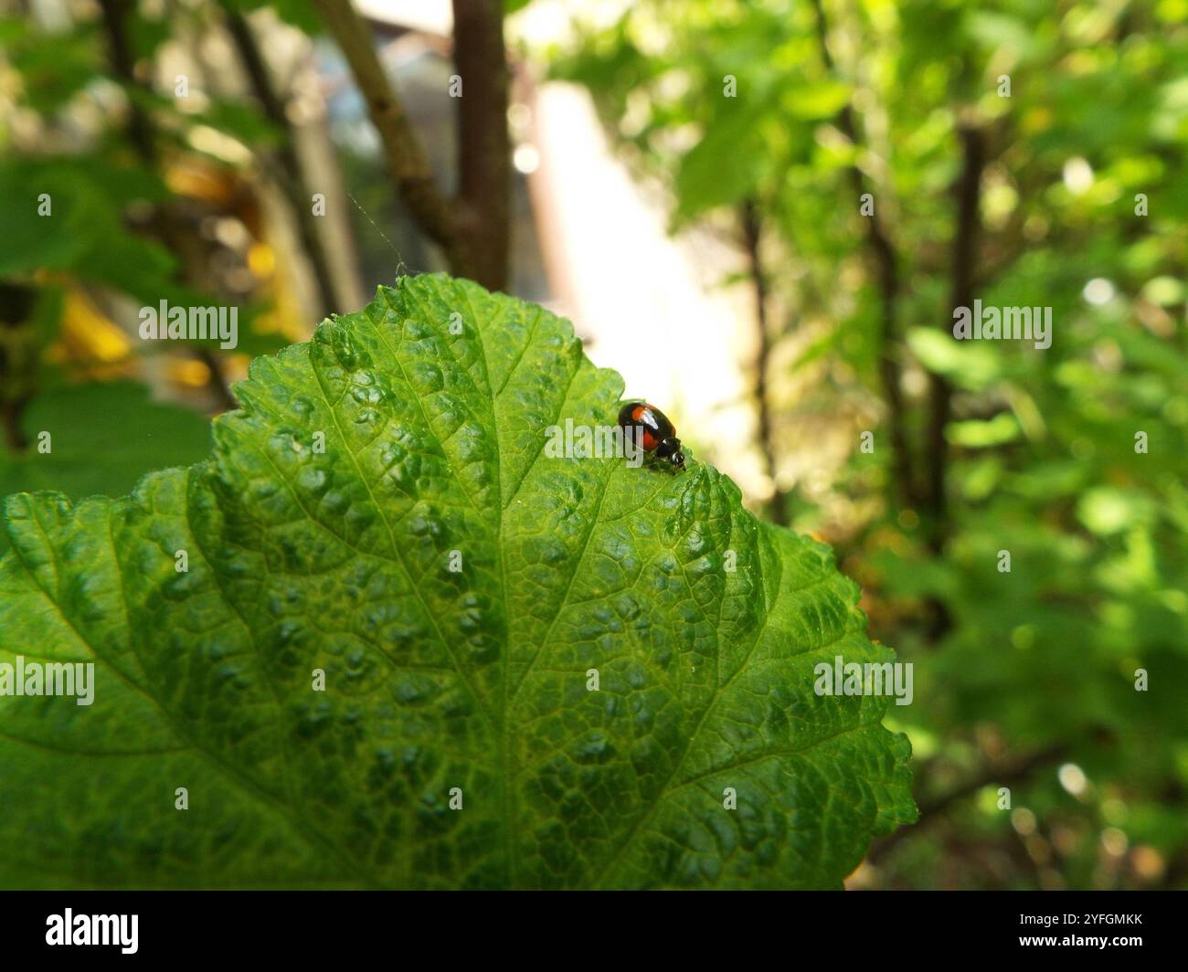 Two-spotted Lady Beetle (Adalia bipunctata Stock Photo - Alamy