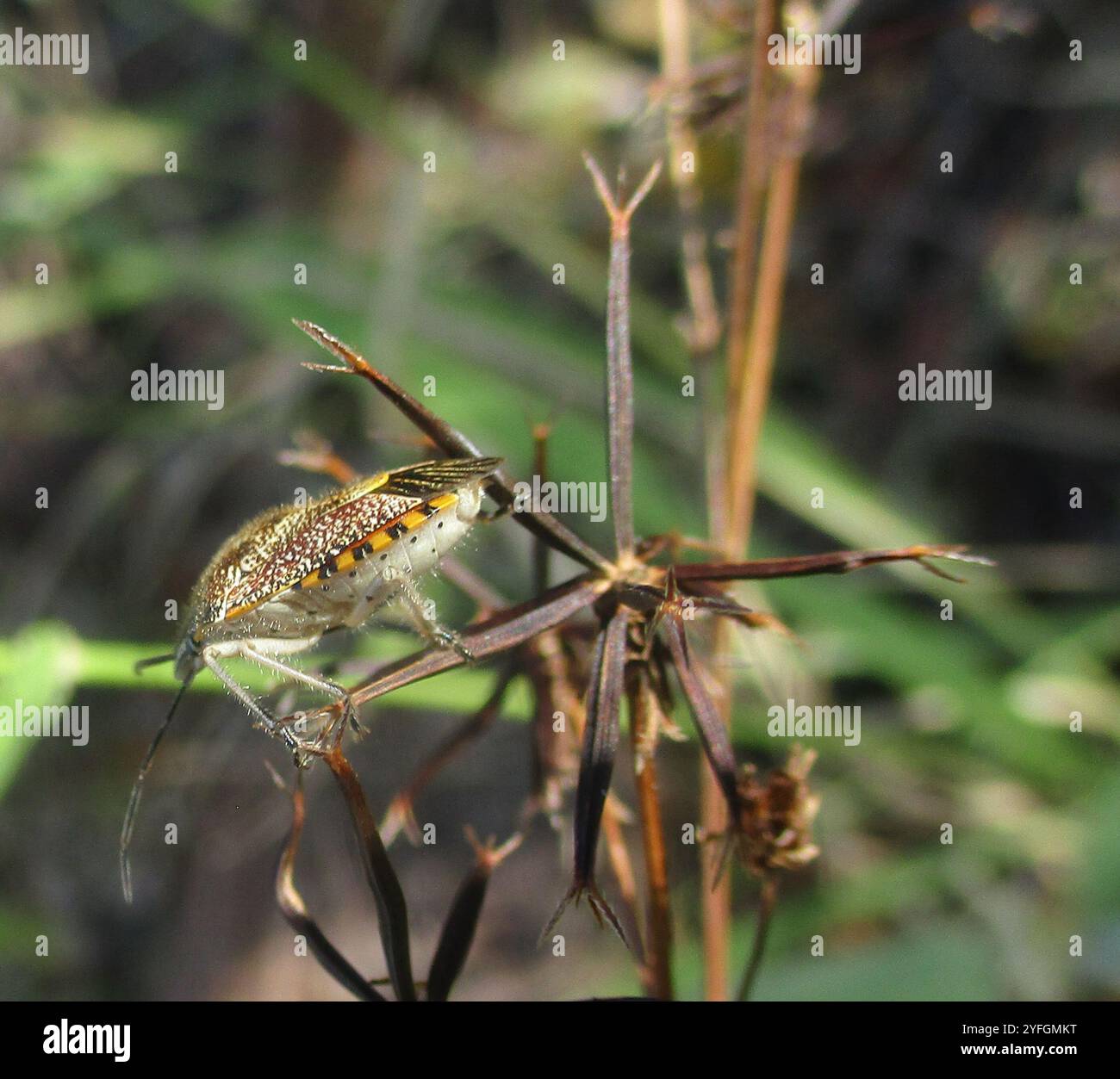 Sunflower Seed Bug (Agonoscelis versicoloratus Stock Photo - Alamy