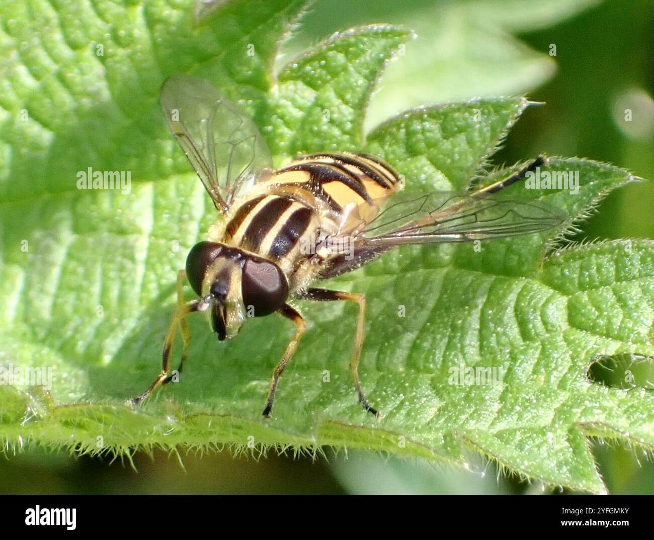 Sun Fly (Helophilus pendulus Stock Photo - Alamy