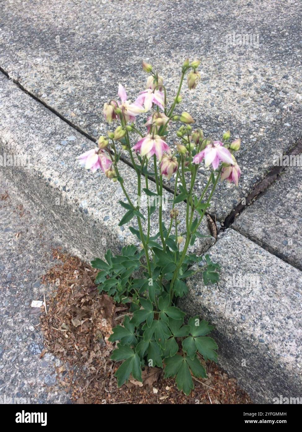 common columbine (Aquilegia vulgaris Stock Photo - Alamy