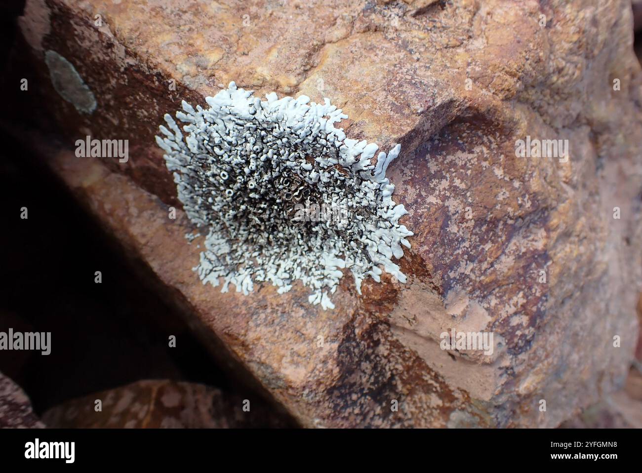 rock shield lichens (Xanthoparmelia Stock Photo - Alamy
