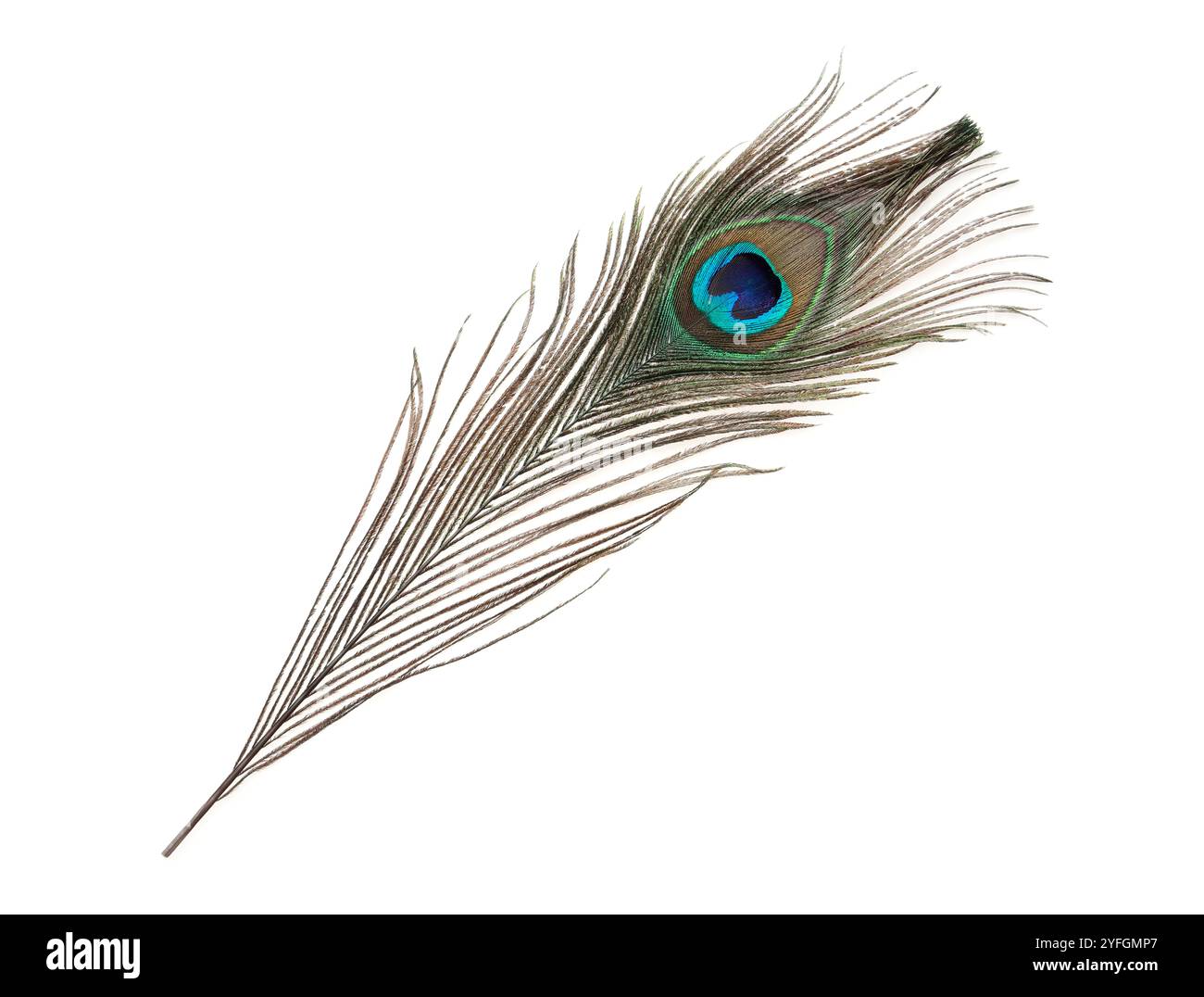One beautiful peacock feather isolated on white Stock Photo - Alamy
