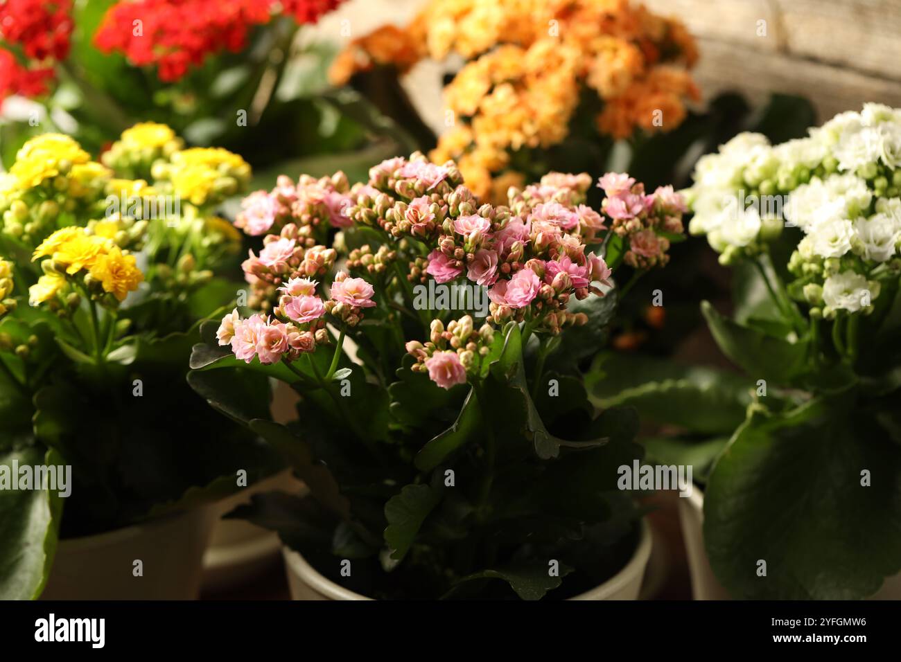 Different beautiful kalanchoe flowers in pots indoors, closeup Stock ...