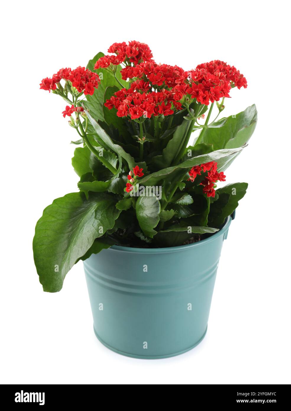 One beautiful potted kalanchoe flower isolated on white Stock Photo - Alamy