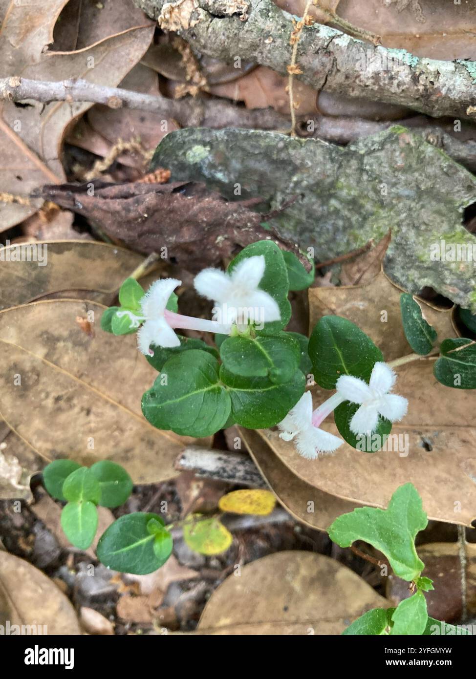 partridgeberry (Mitchella repens Stock Photo - Alamy