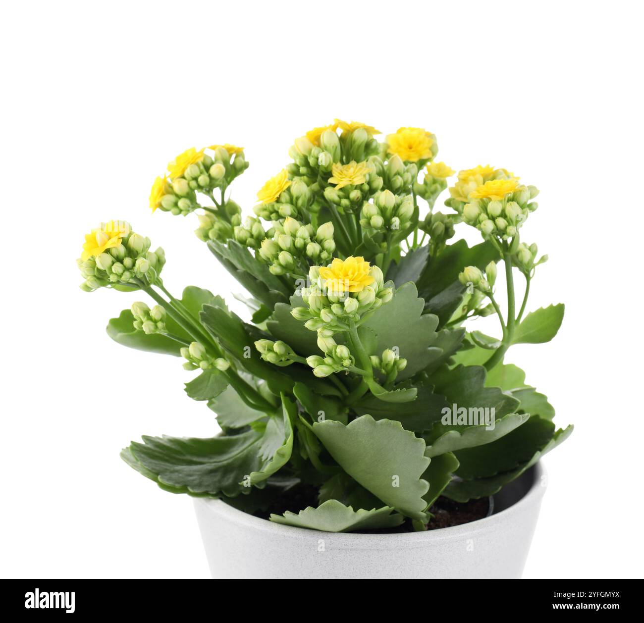 One beautiful kalanchoe flower in pot isolated on white Stock Photo - Alamy
