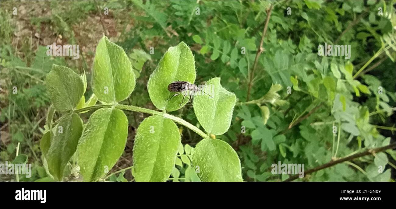 Common Leaf Weevil (Phyllobius pyri Stock Photo - Alamy