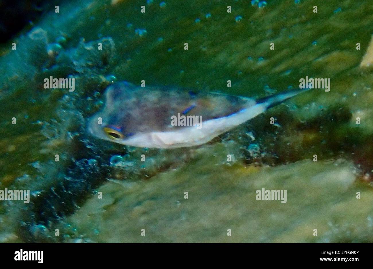 Caribbean Sharpnose Puffer (Canthigaster rostrata Stock Photo - Alamy
