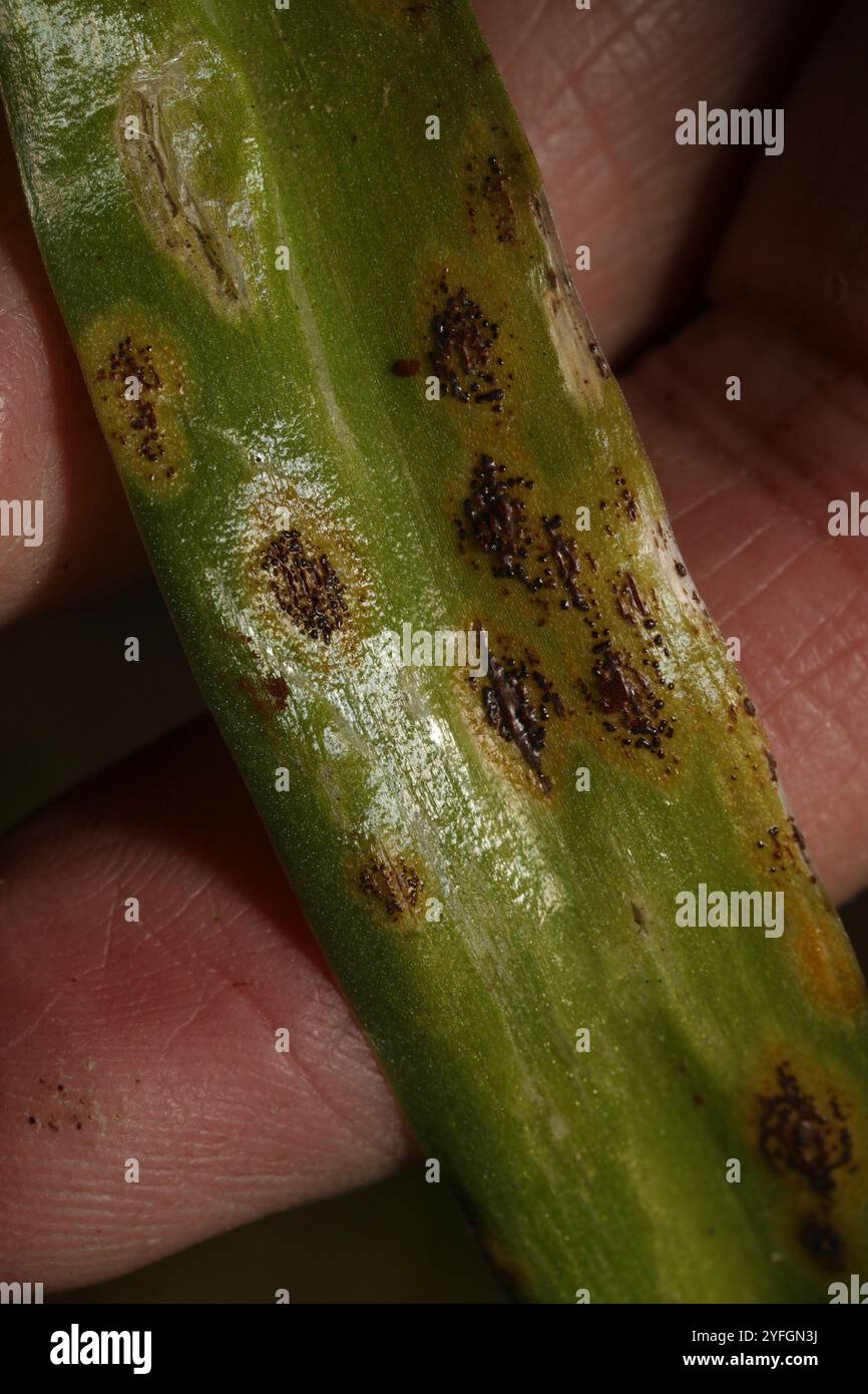 Bluebell rust (Uromyces hyacinthi Stock Photo - Alamy