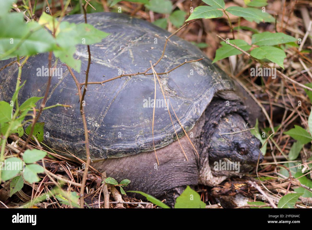 Common Snapping Turtle (Chelydra serpentina Stock Photo - Alamy