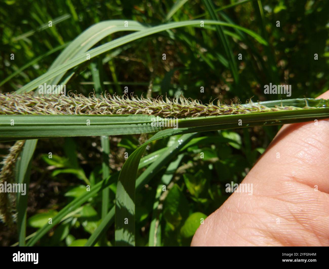 slender tufted-sedge (Carex acuta Stock Photo - Alamy
