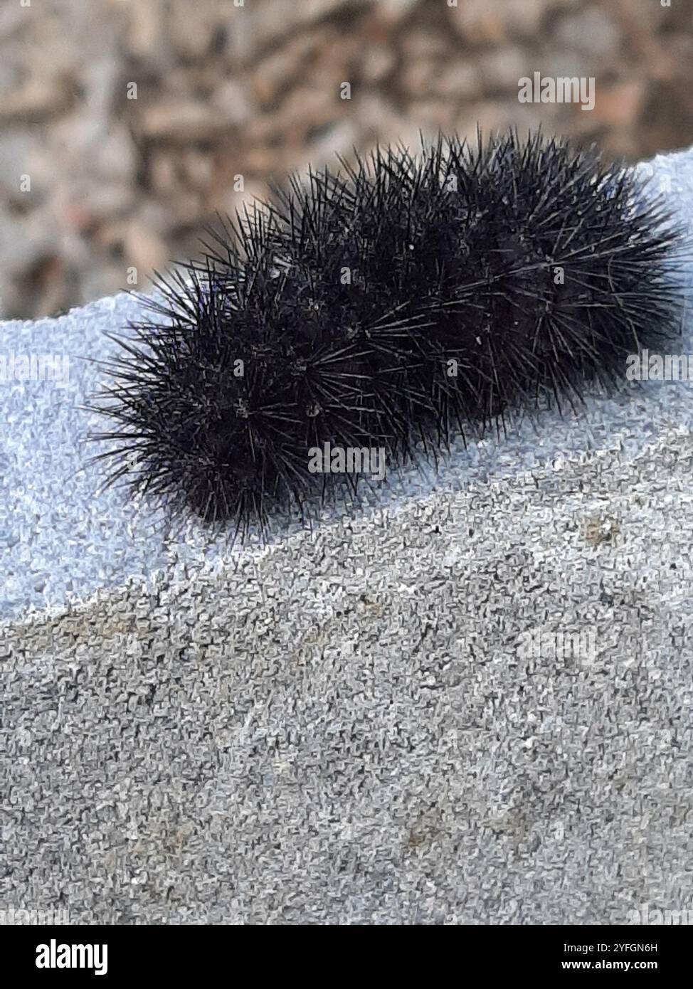 Giant Leopard Moth (Hypercompe scribonia Stock Photo - Alamy