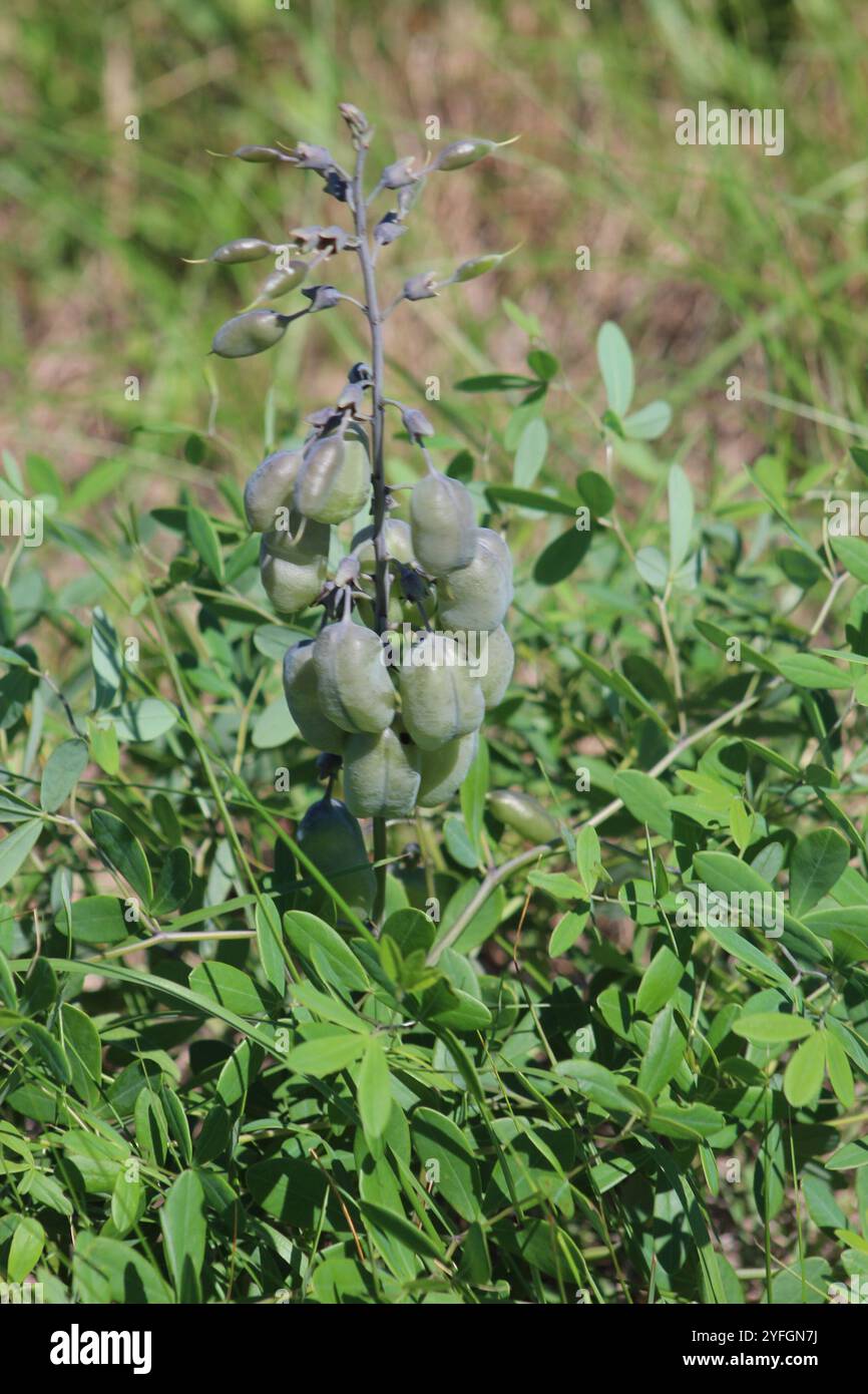 white wild indigo (Baptisia alba Stock Photo - Alamy