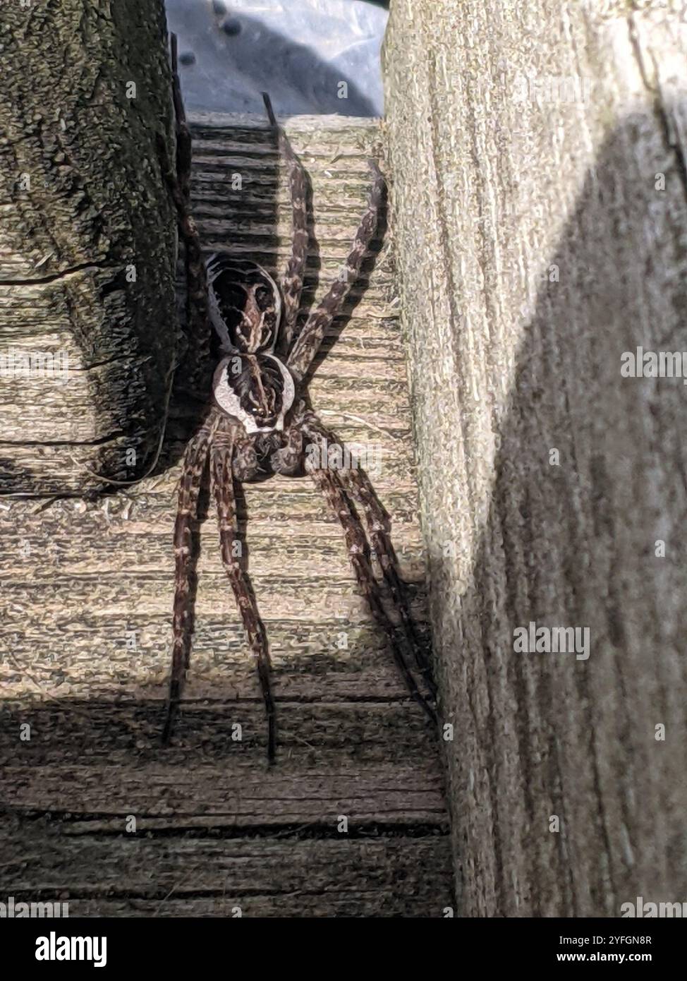 Striped Fishing Spider (Dolomedes scriptus Stock Photo - Alamy