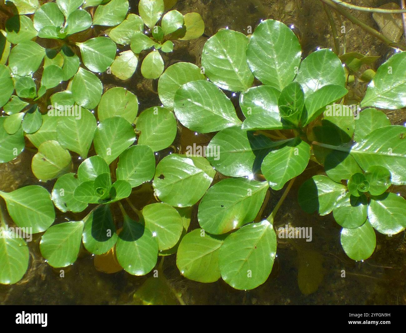 floating primrose-willow (Ludwigia peploides Stock Photo - Alamy