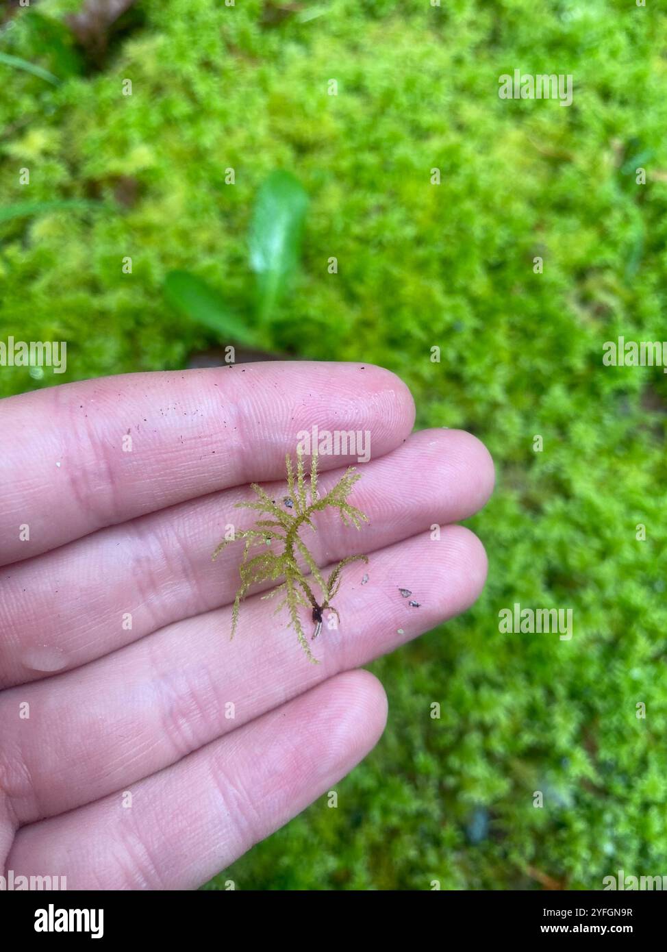 Common Feather-moss (Kindbergia praelonga Stock Photo - Alamy