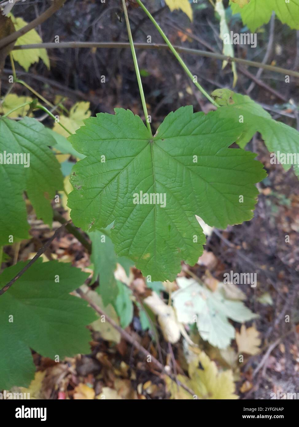 sycamore maple (Acer pseudoplatanus Stock Photo - Alamy