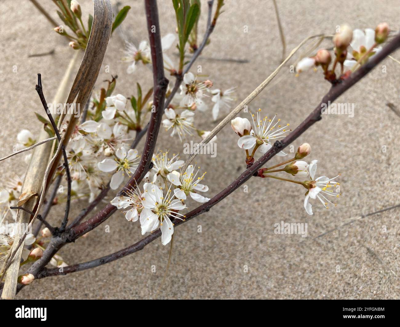sand cherry (Prunus pumila Stock Photo - Alamy