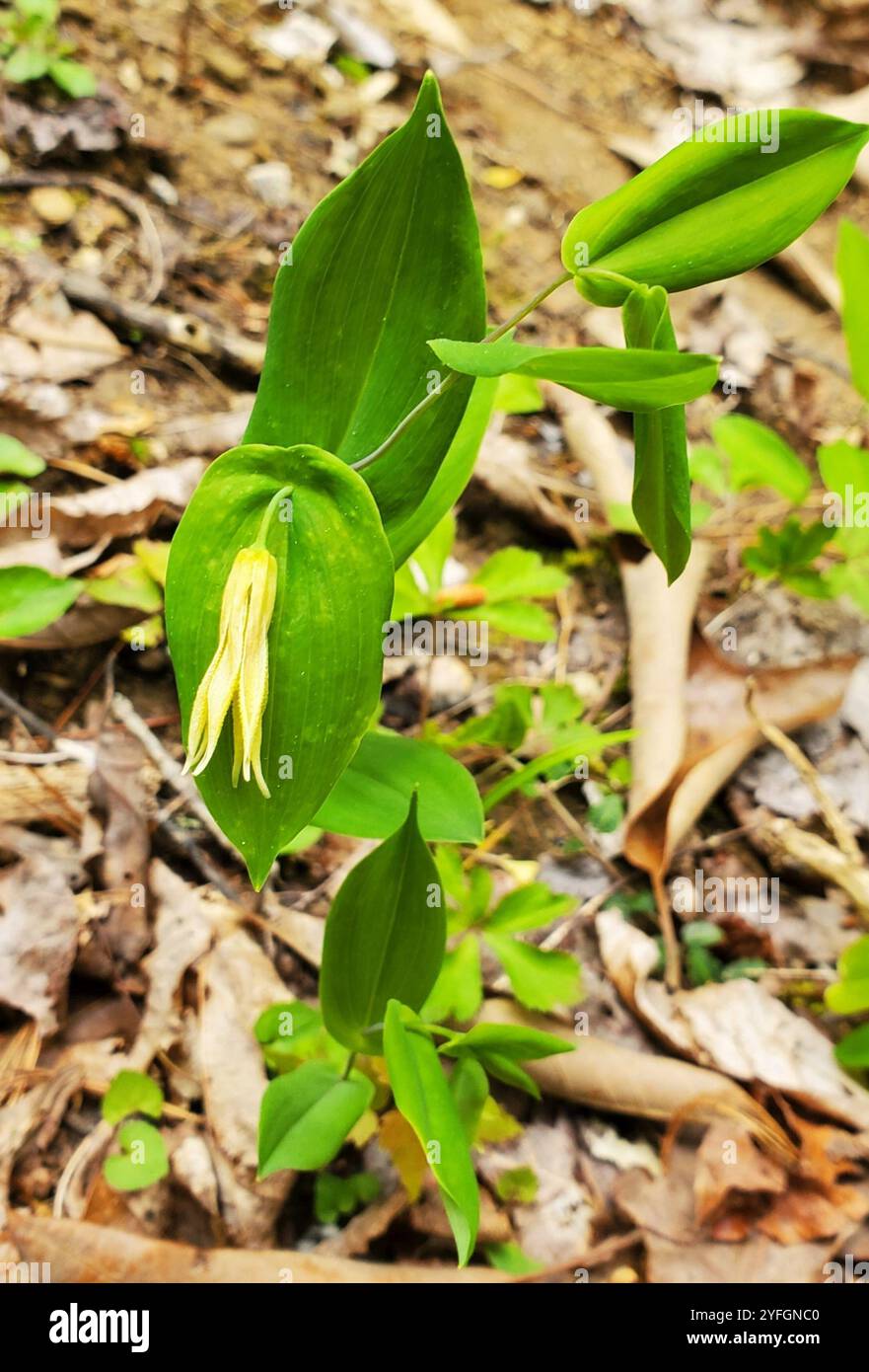 perfoliate bellwort (Uvularia perfoliata Stock Photo - Alamy
