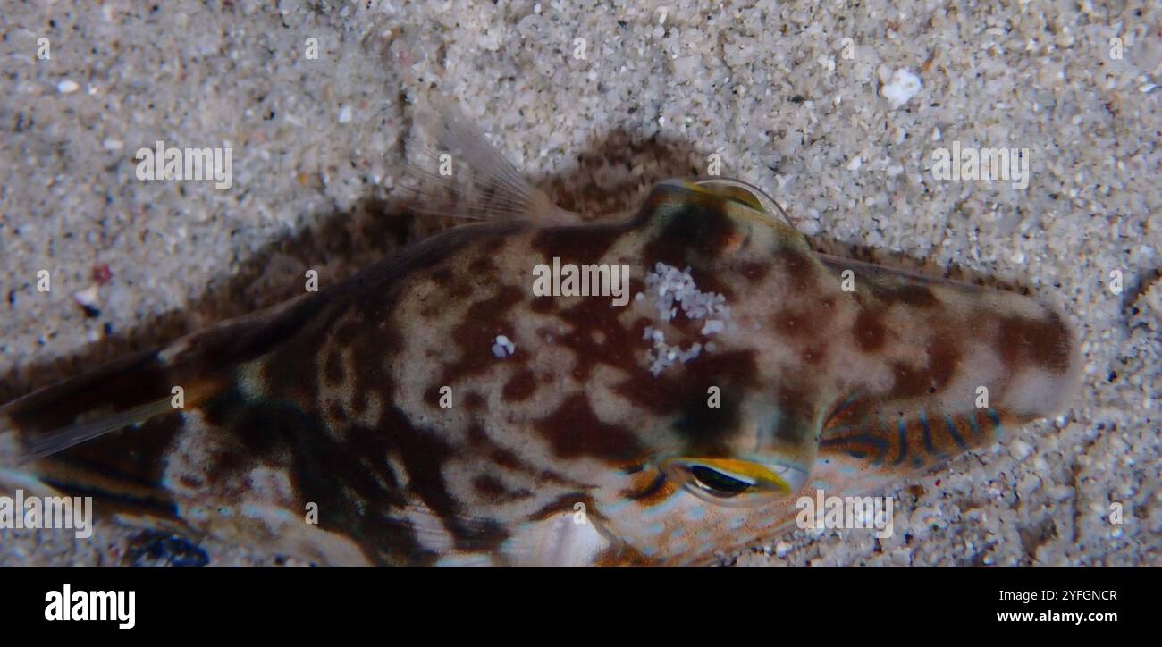 Caribbean Sharpnose Puffer (Canthigaster rostrata Stock Photo - Alamy