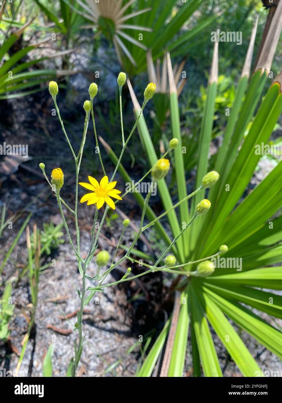 Narrowleaf silkgrass hi-res stock photography and images - Alamy