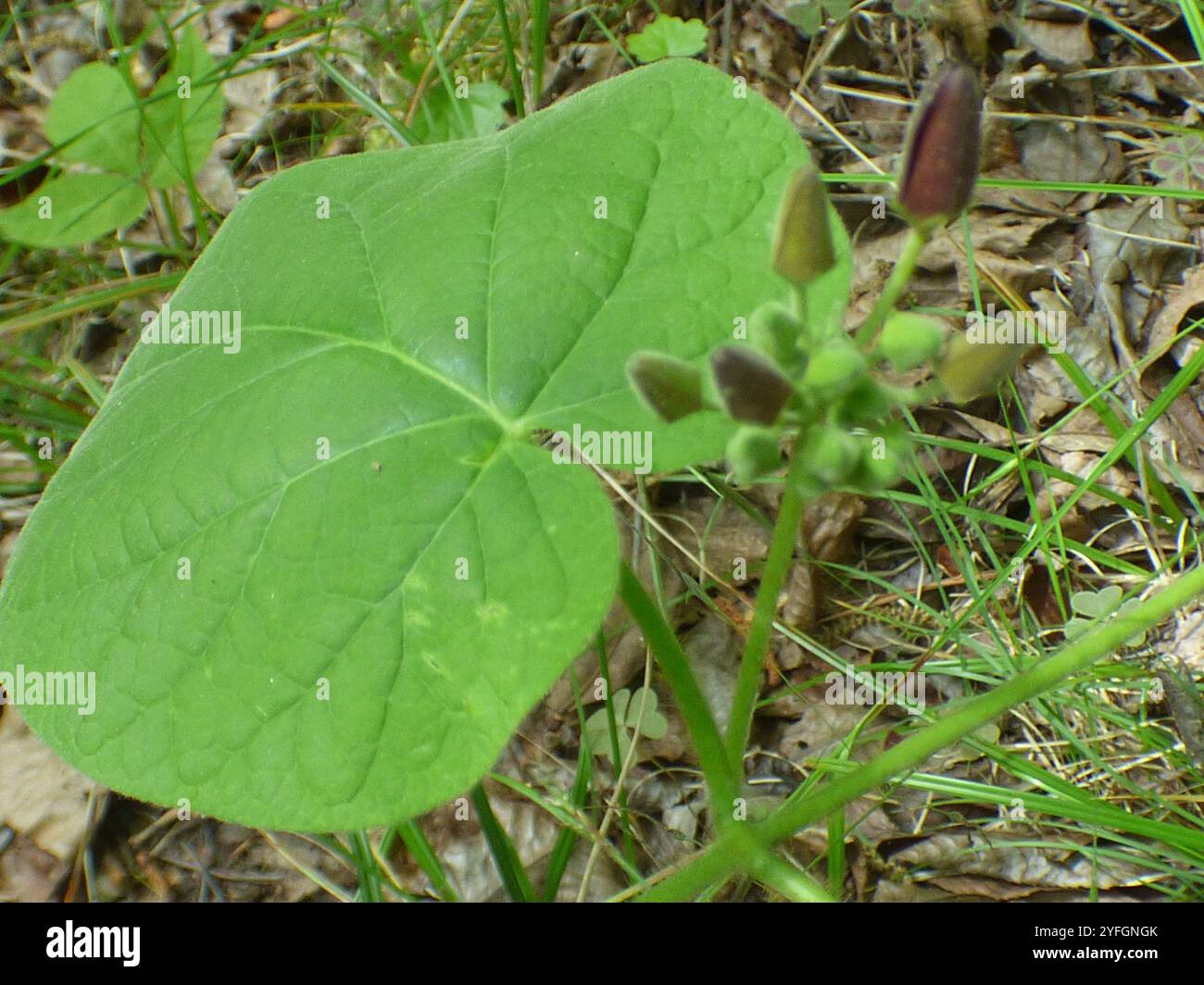 Carolina climbing-milkweed (Matelea carolinensis Stock Photo - Alamy