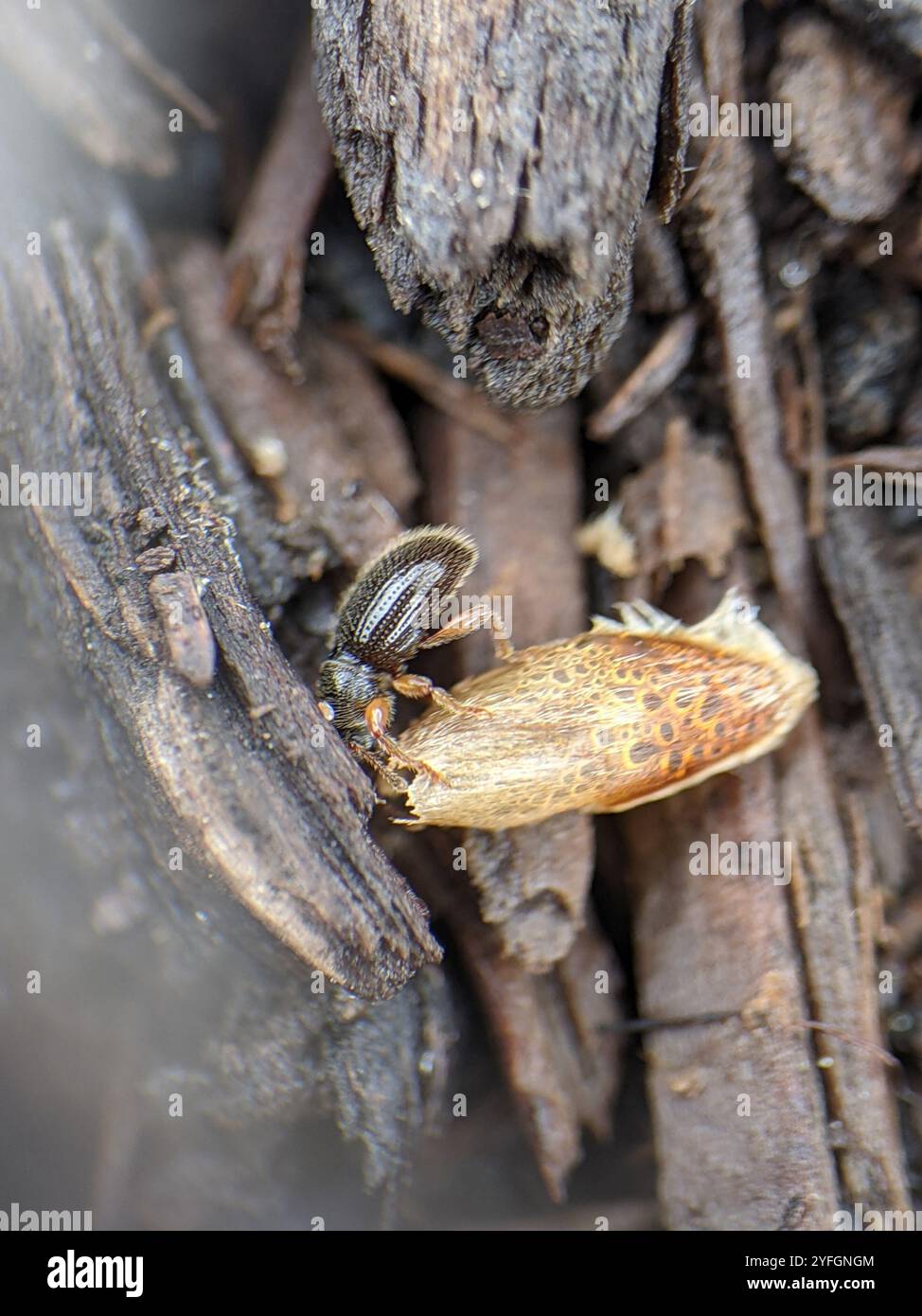 Hairy Spider Weevil (Barypeithes pellucidus Stock Photo - Alamy