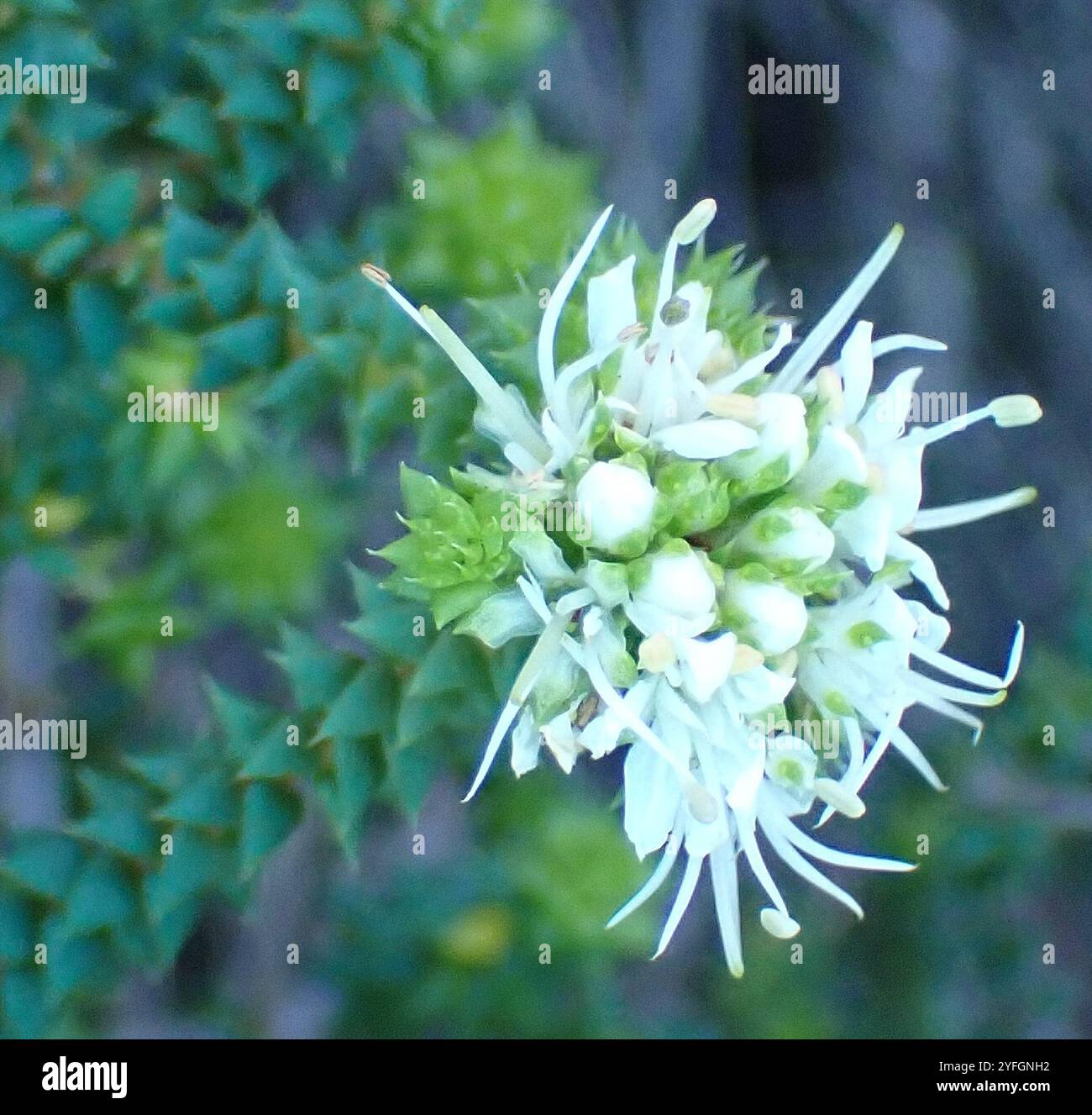 Garlic Buchu (Agathosma apiculata Stock Photo - Alamy