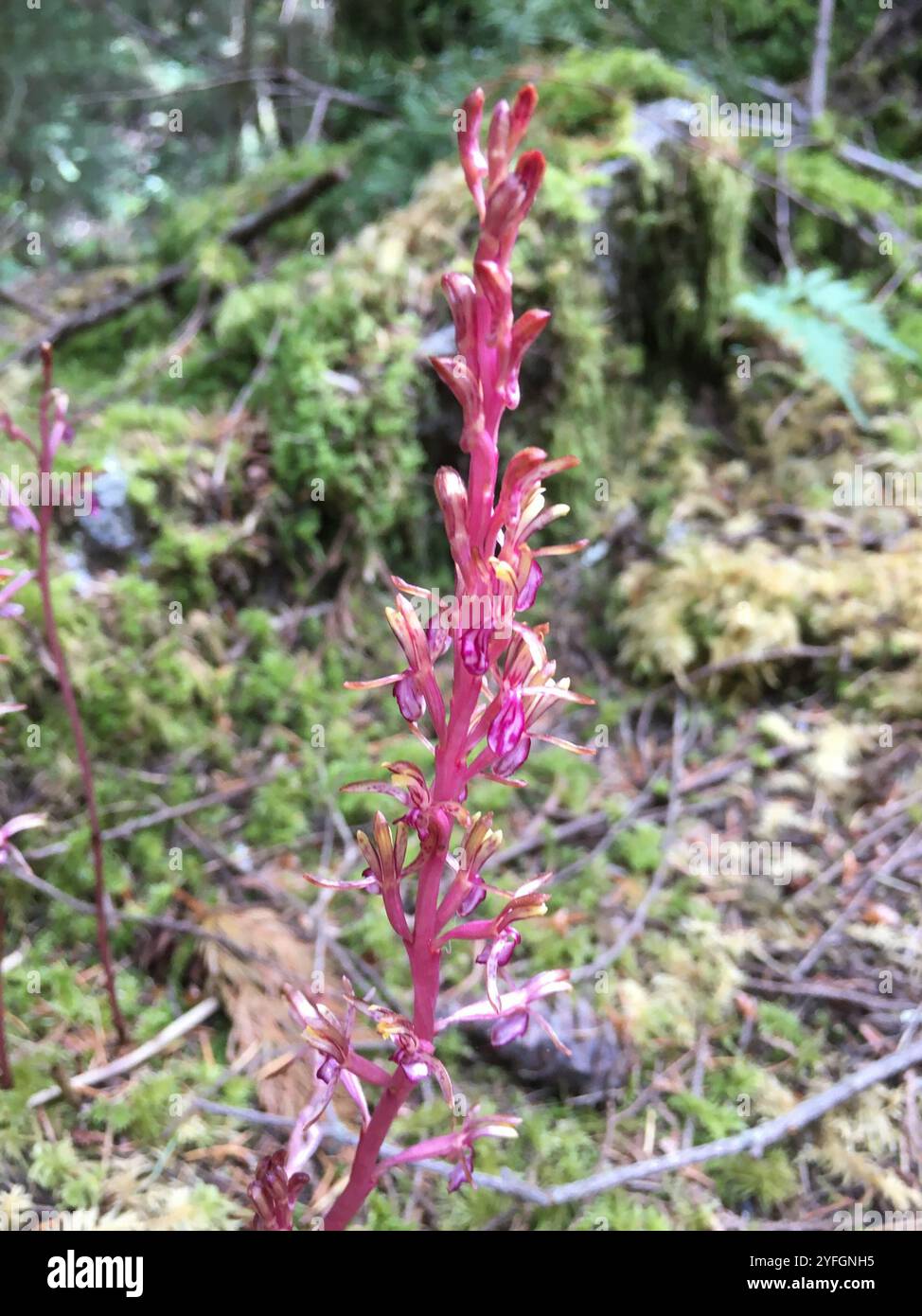 Pacific coralroot (Corallorhiza mertensiana Stock Photo - Alamy